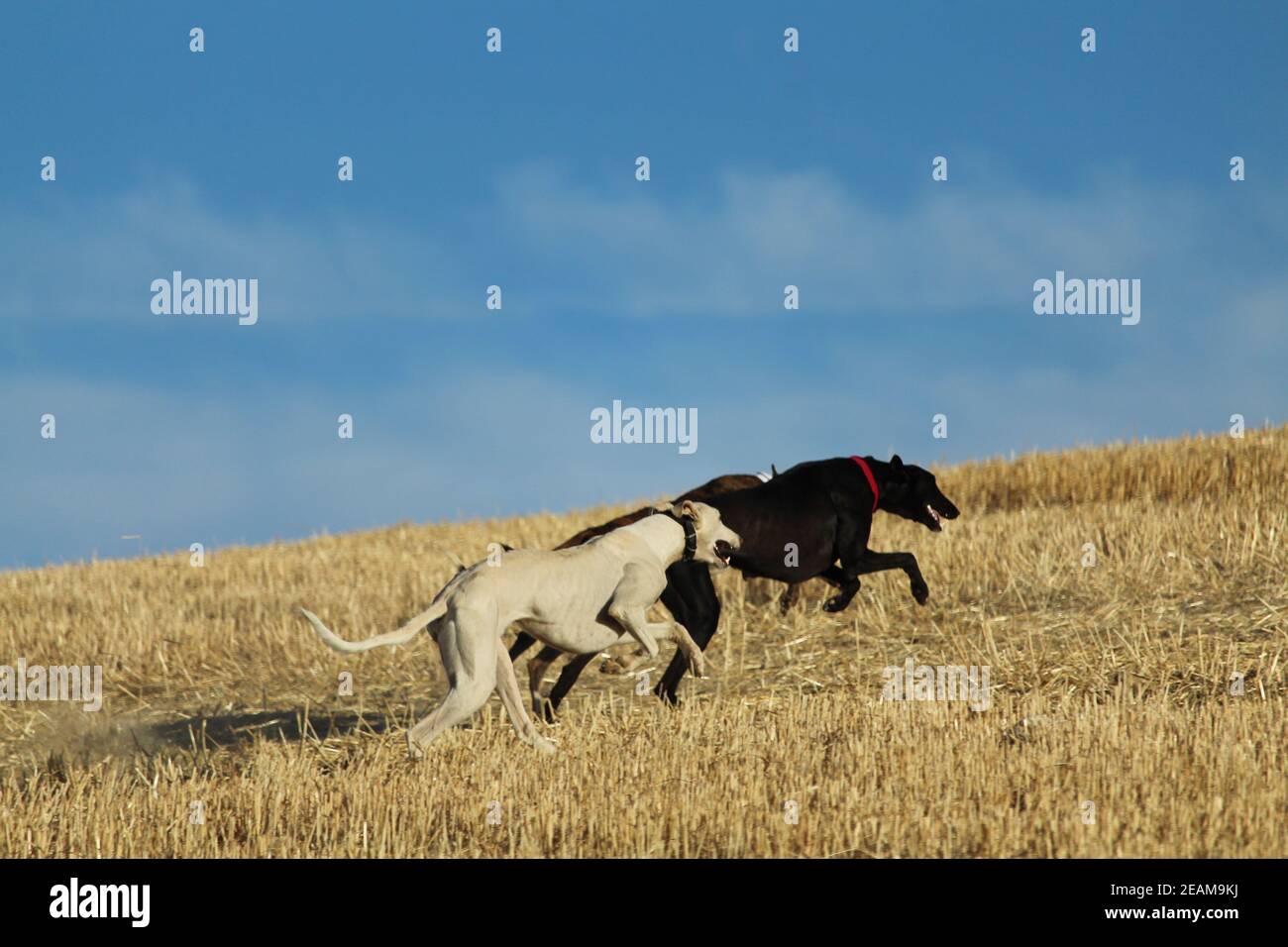 Spanish greyhound in mechanical hare race in the countryside Stock ...