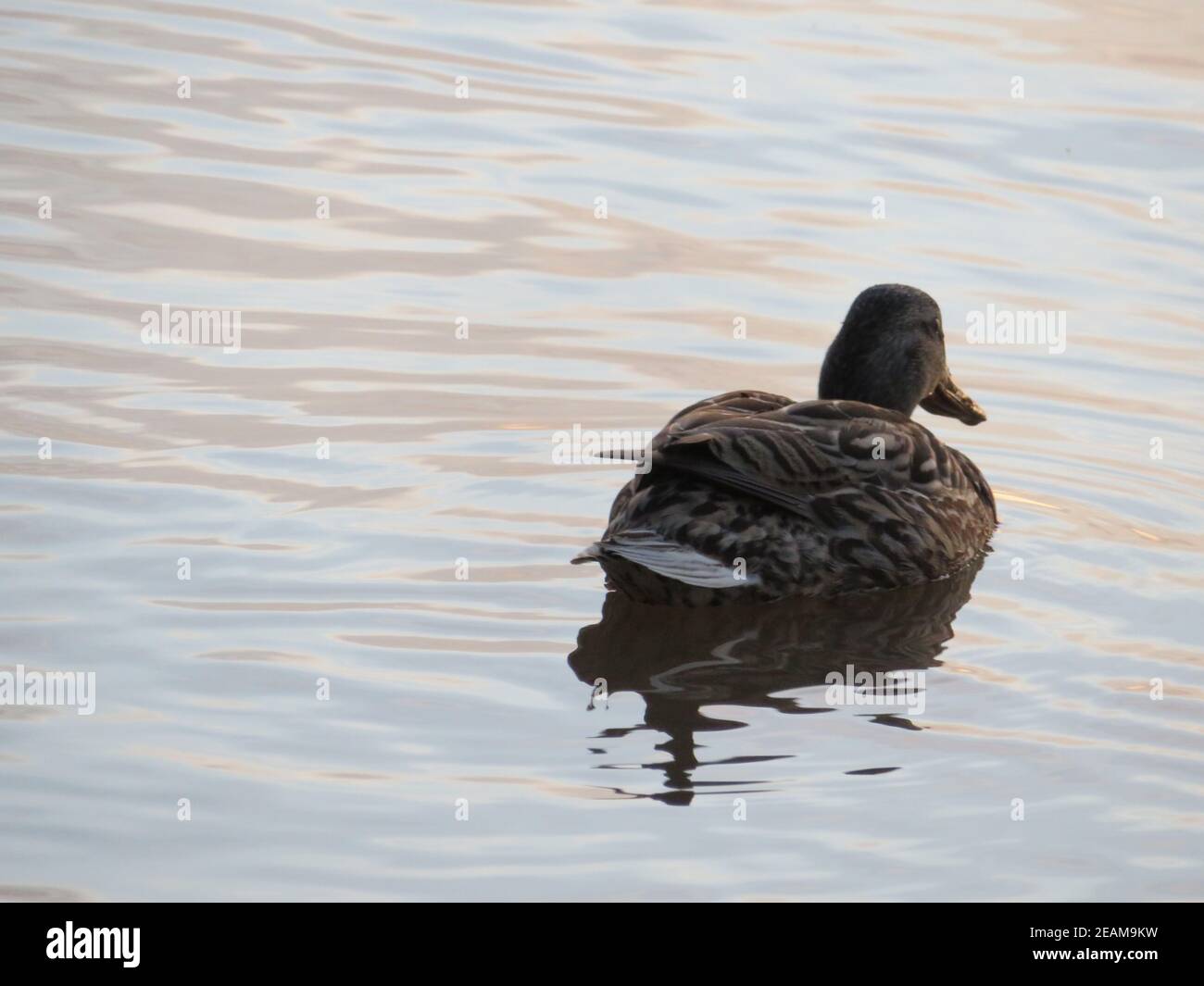 duck bird swim river colors water feathers Stock Photo - Alamy