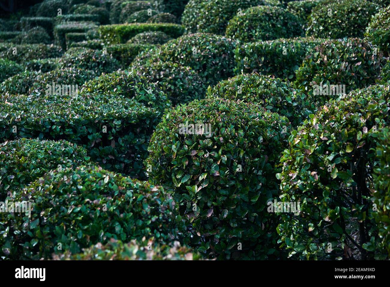 trimmed shrubs of various shapes in a french format garden in winter ...