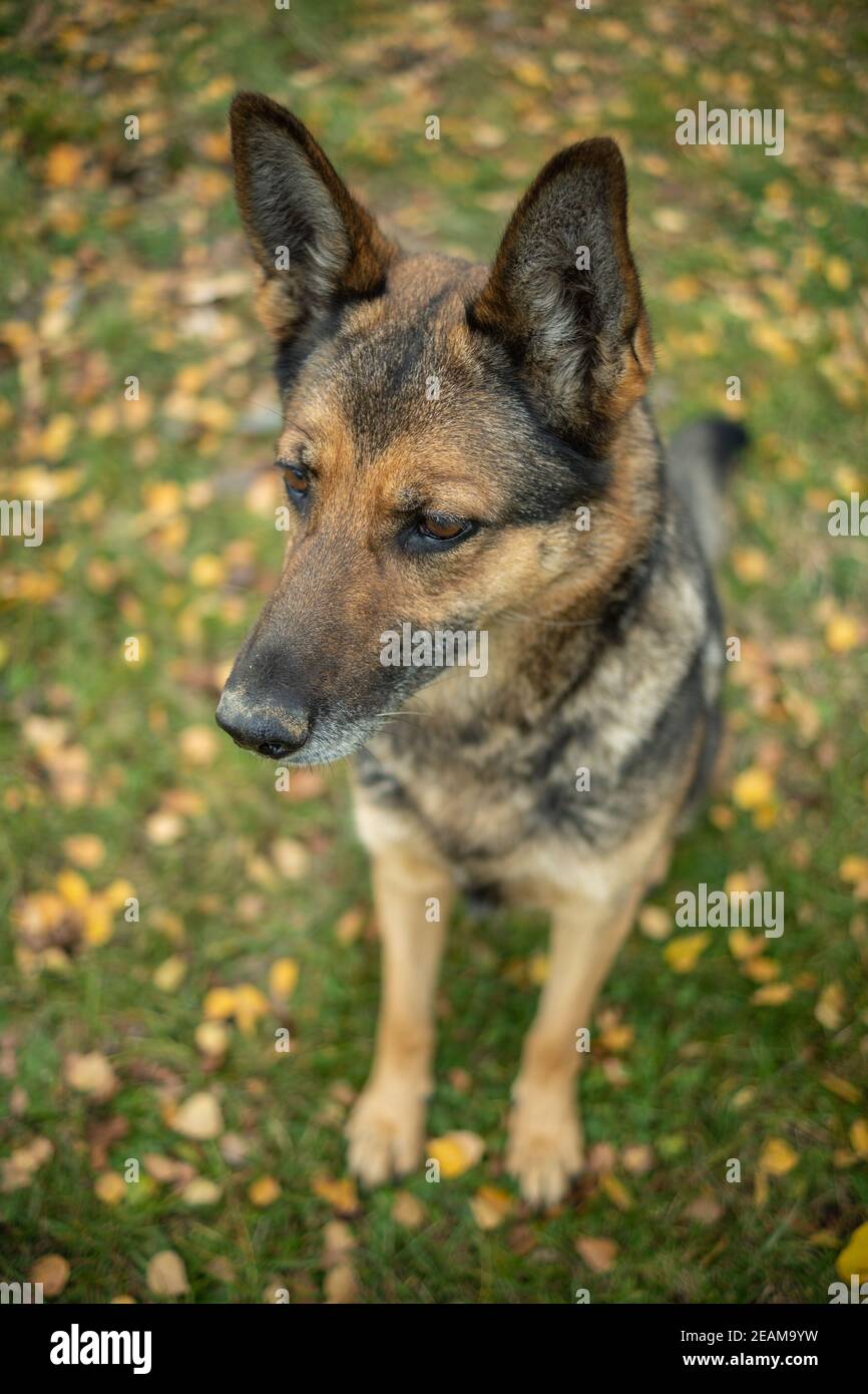 German shepherd in autumn Stock Photo - Alamy
