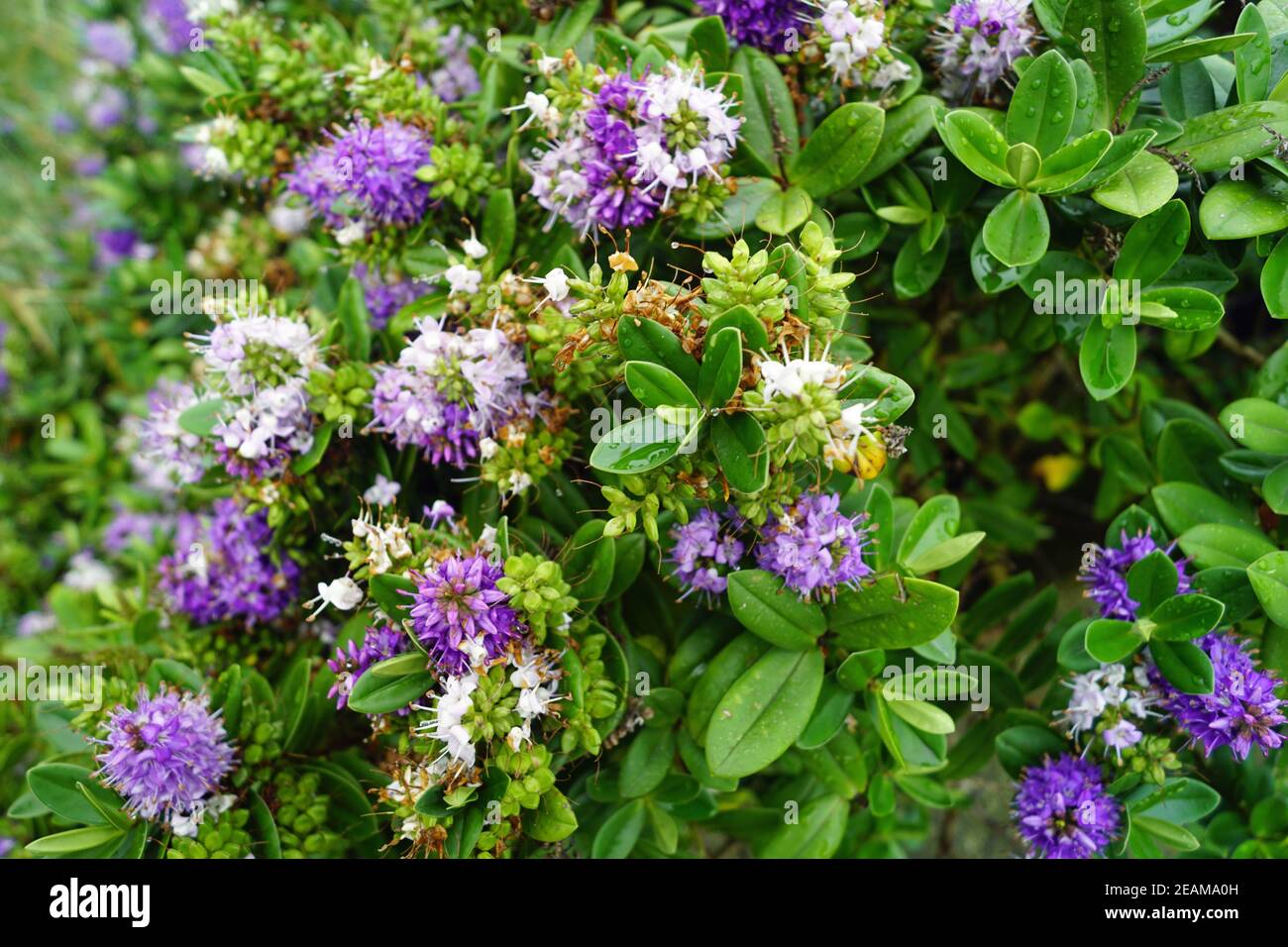 Dunree hi-res stock photography and images - Alamy