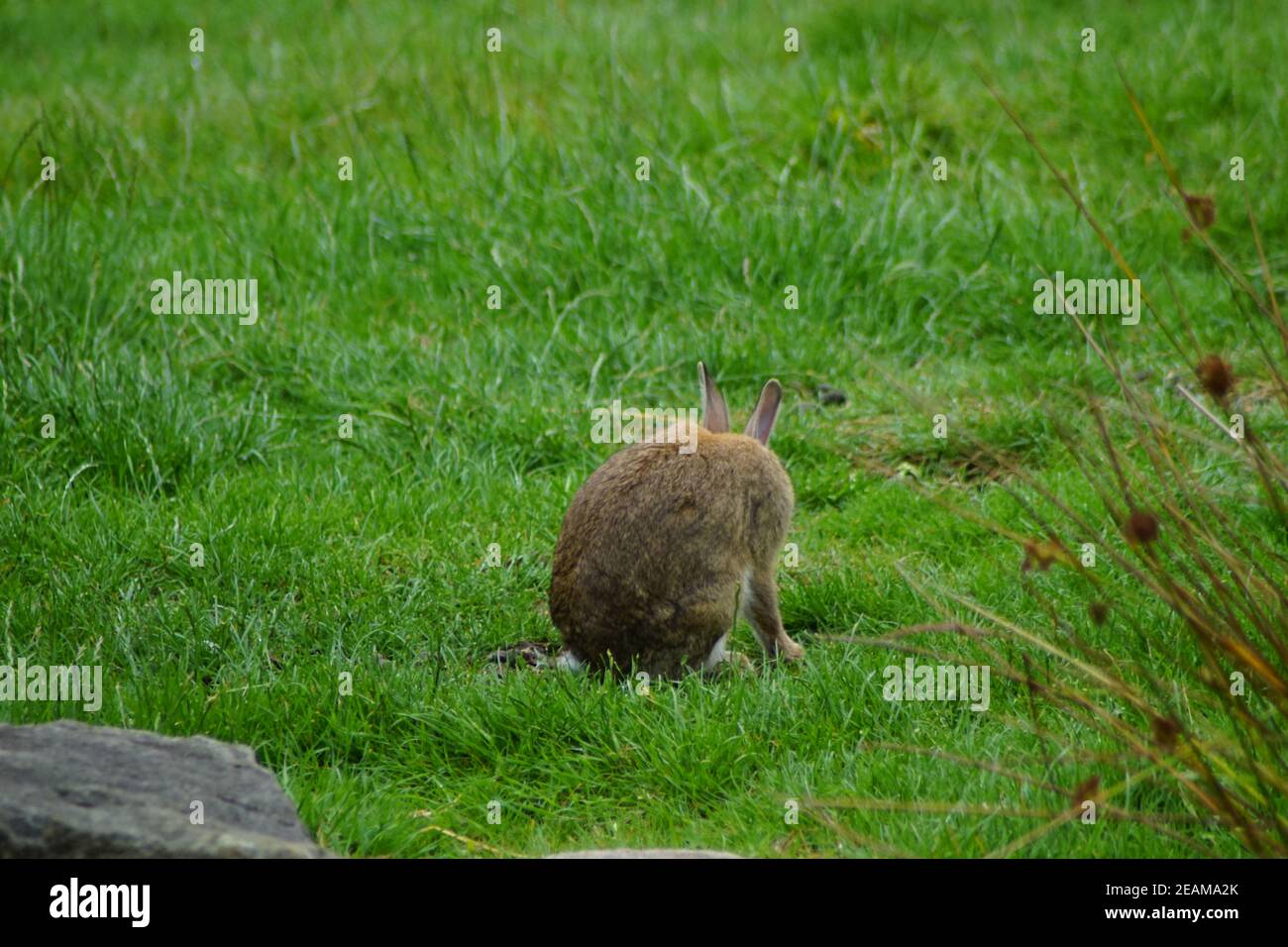 Field hare in Belfast Stock Photo - Alamy