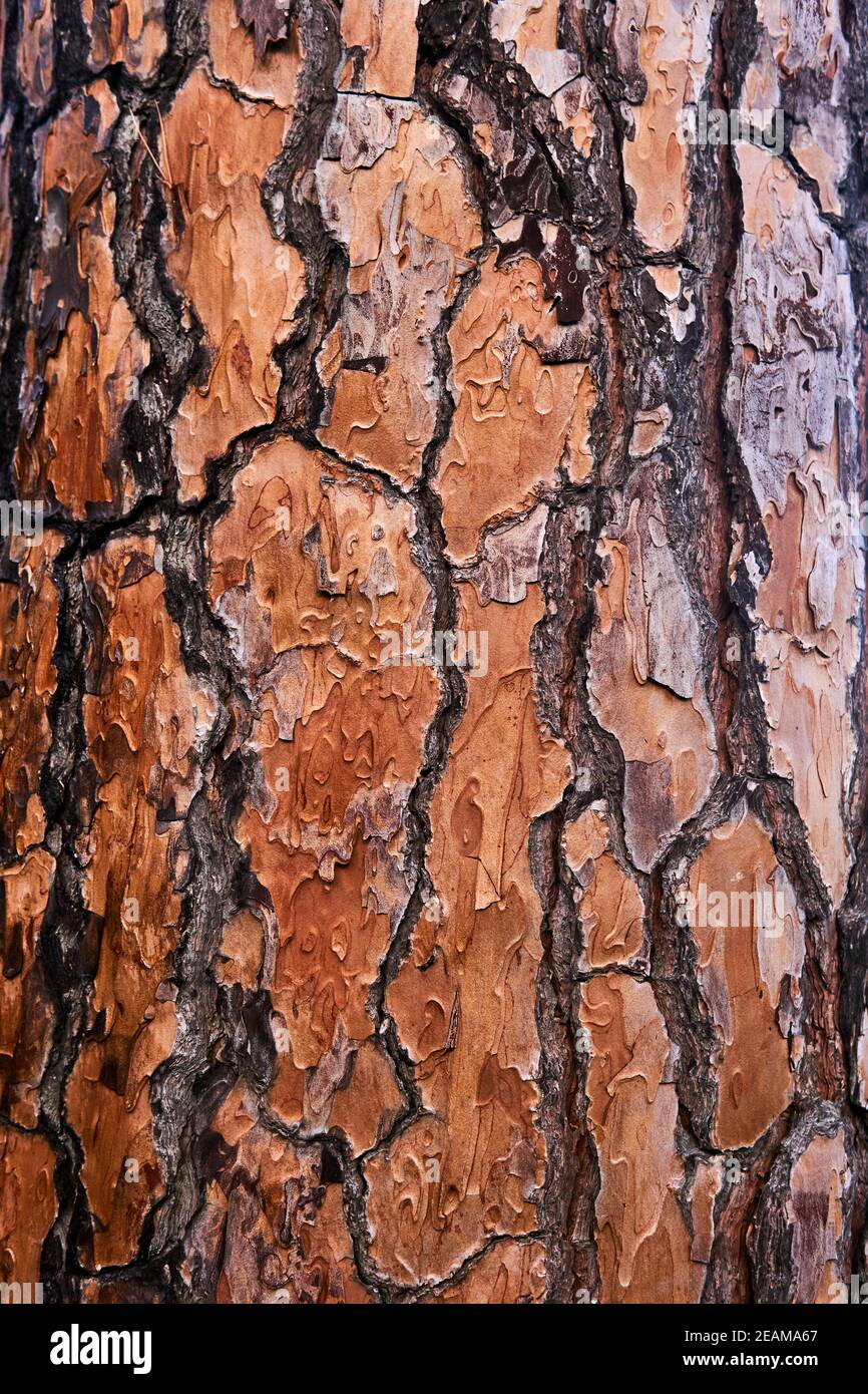 texture of bright orange pine bark on the trunk of a living tree Stock ...