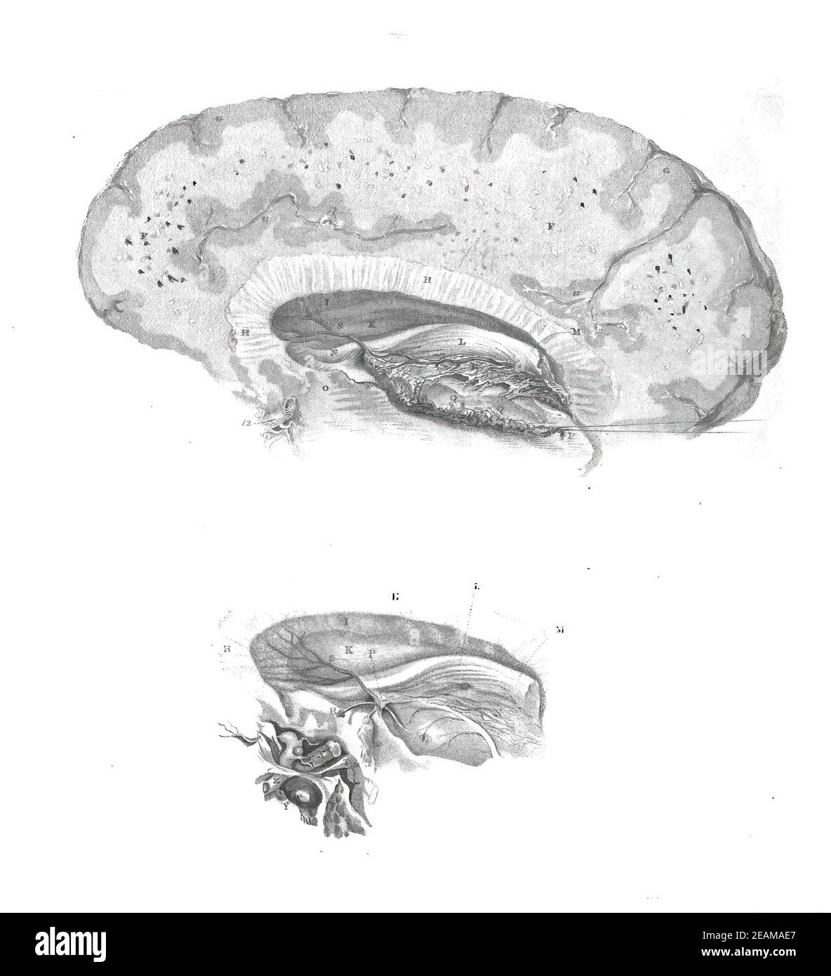 Illustration of the human brain in an old anatomy book Stock Photo - Alamy