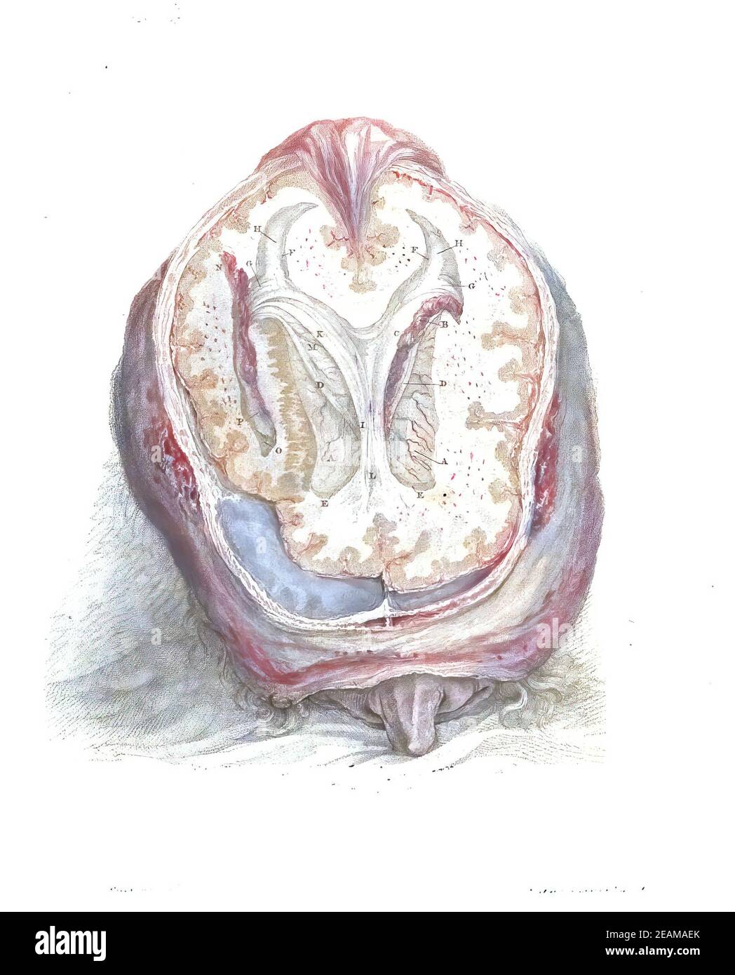 Illustration of the human brain in an old anatomy book Stock Photo - Alamy