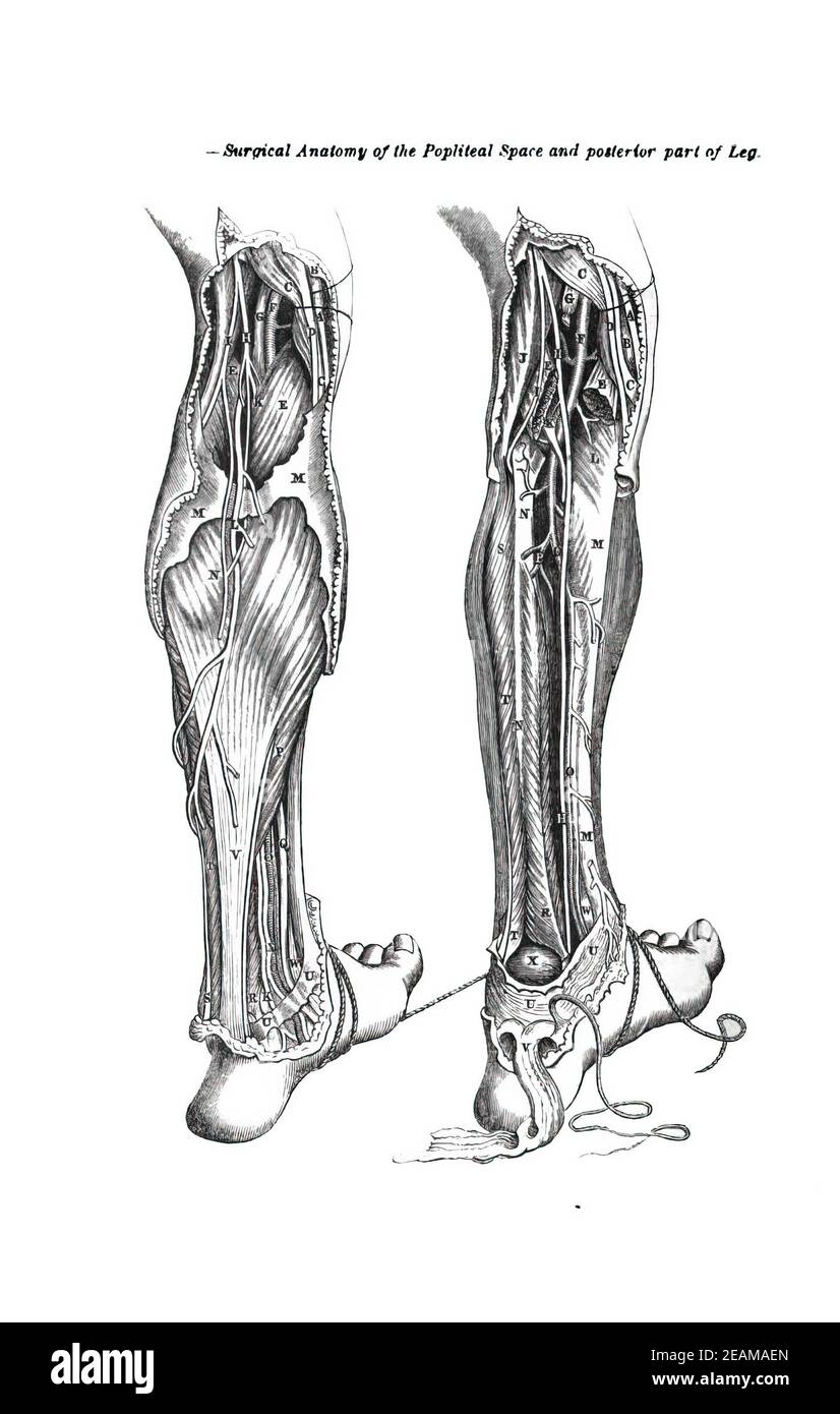 Illustration of the leg muscle system of a human in an old anatomy book ...