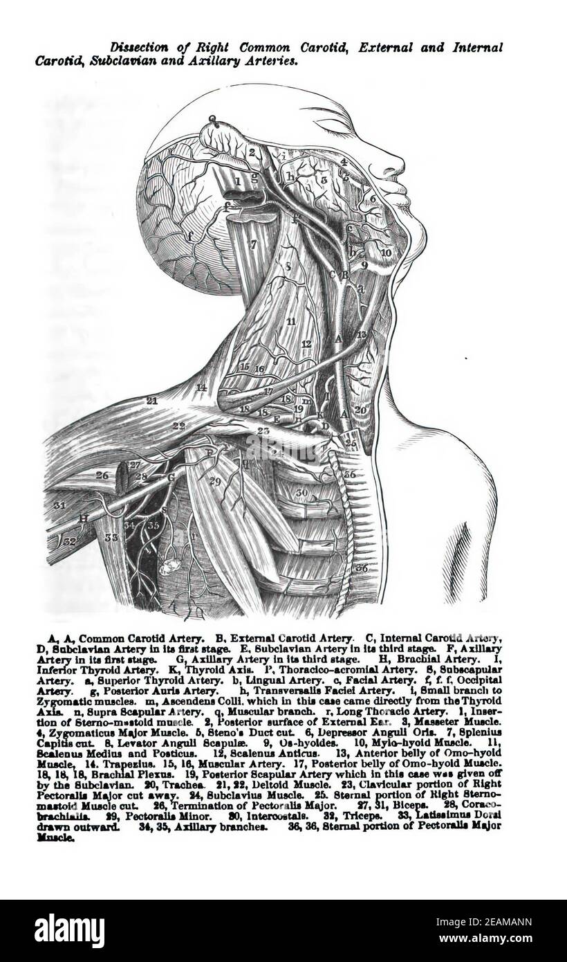 Illustration of the muscle and nervous system of a human in an old ...