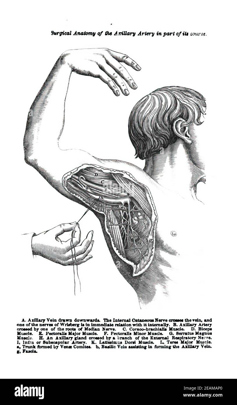 Old book vintage anatomy Cut Out Stock Images & Pictures - Alamy