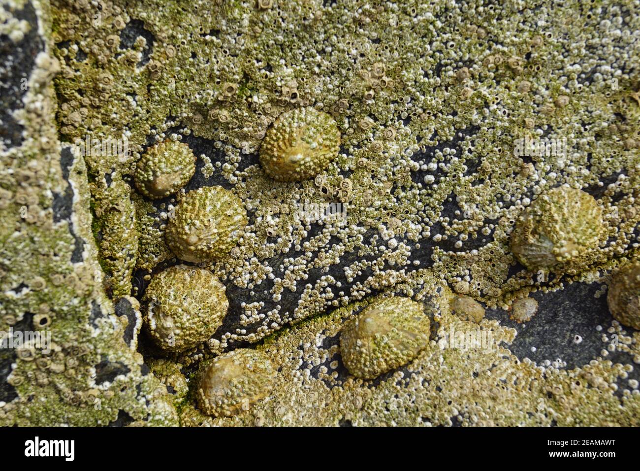 Wild Atlantic Way shells on the beach at Glencolumbkille Stock Photo ...