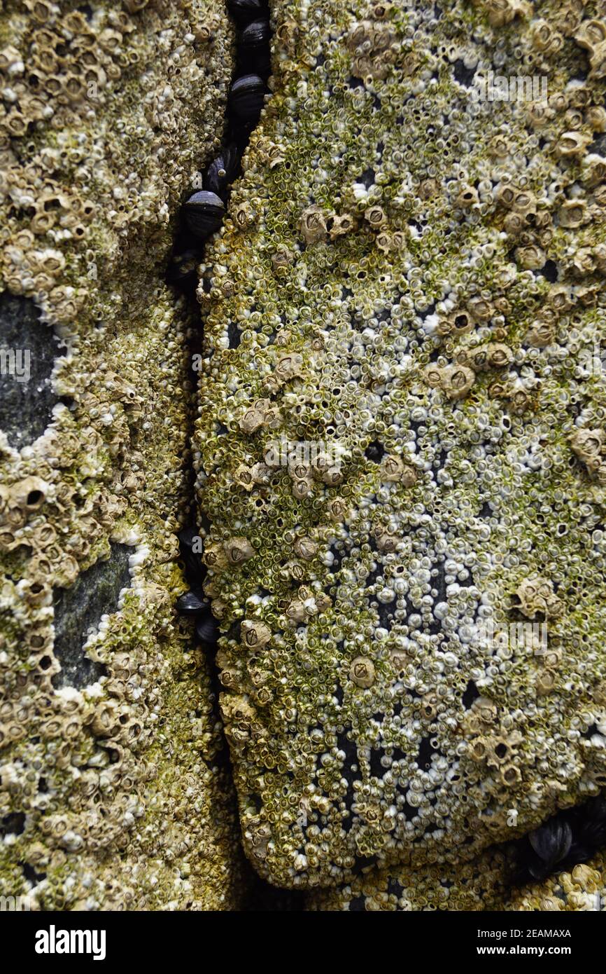 Wild Atlantic Way shells on the beach at Glencolumbkille Stock Photo ...