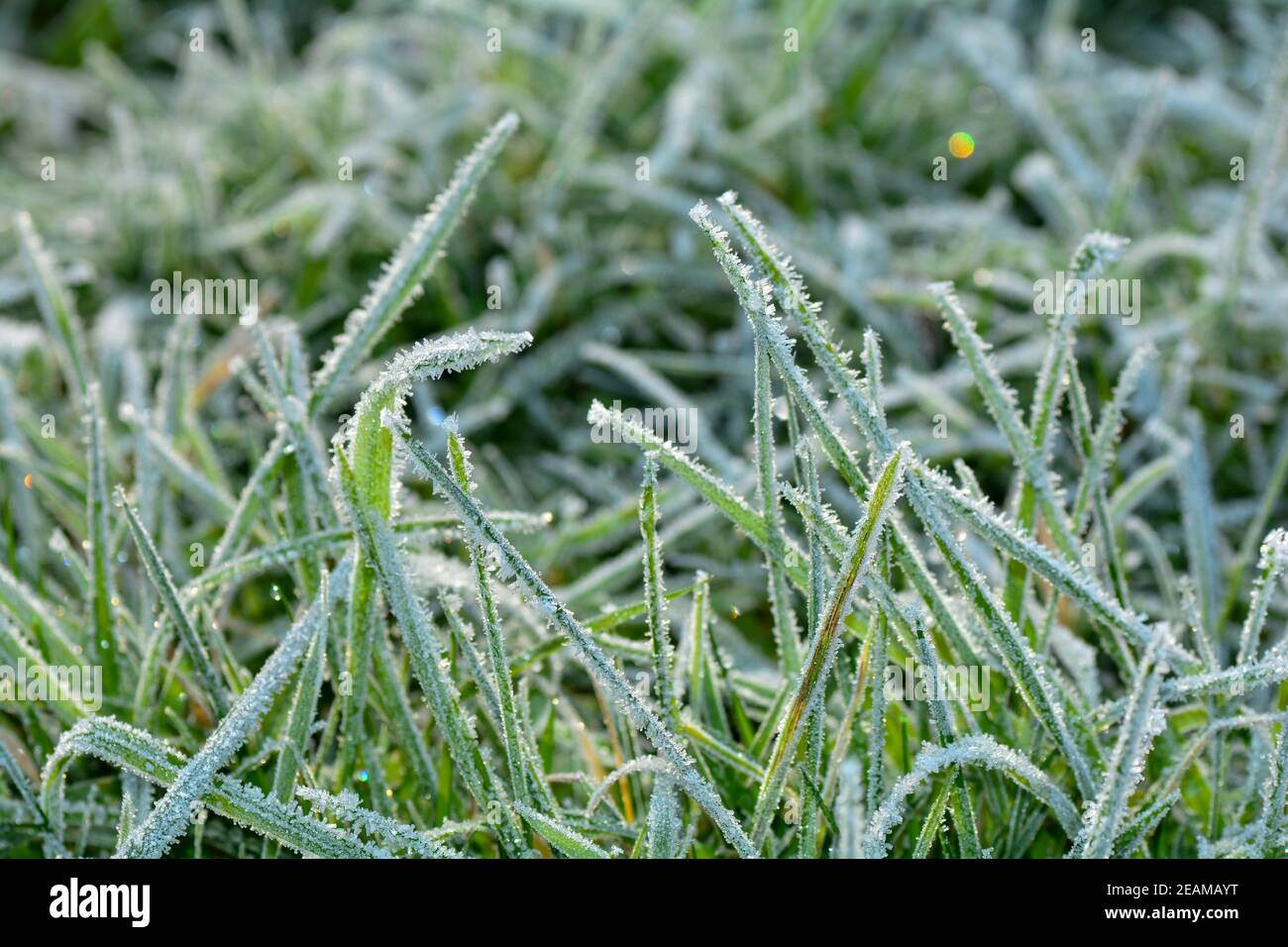 Plants with frost hi-res stock photography and images - Alamy