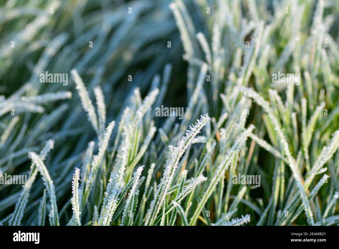 Grass with hoar frost hi-res stock photography and images - Alamy