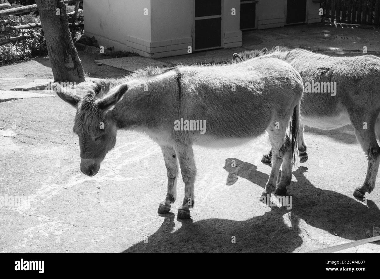 Domestic donkey on farm Black and White Stock Photos & Images - Alamy