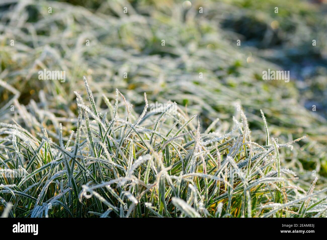 Grass grasses winter frost cold hi-res stock photography and images - Alamy