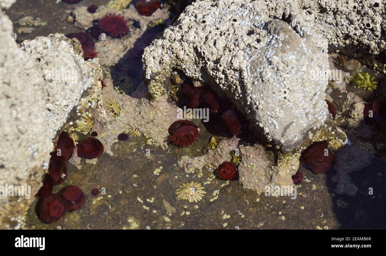 Clams on rock hi-res stock photography and images - Alamy