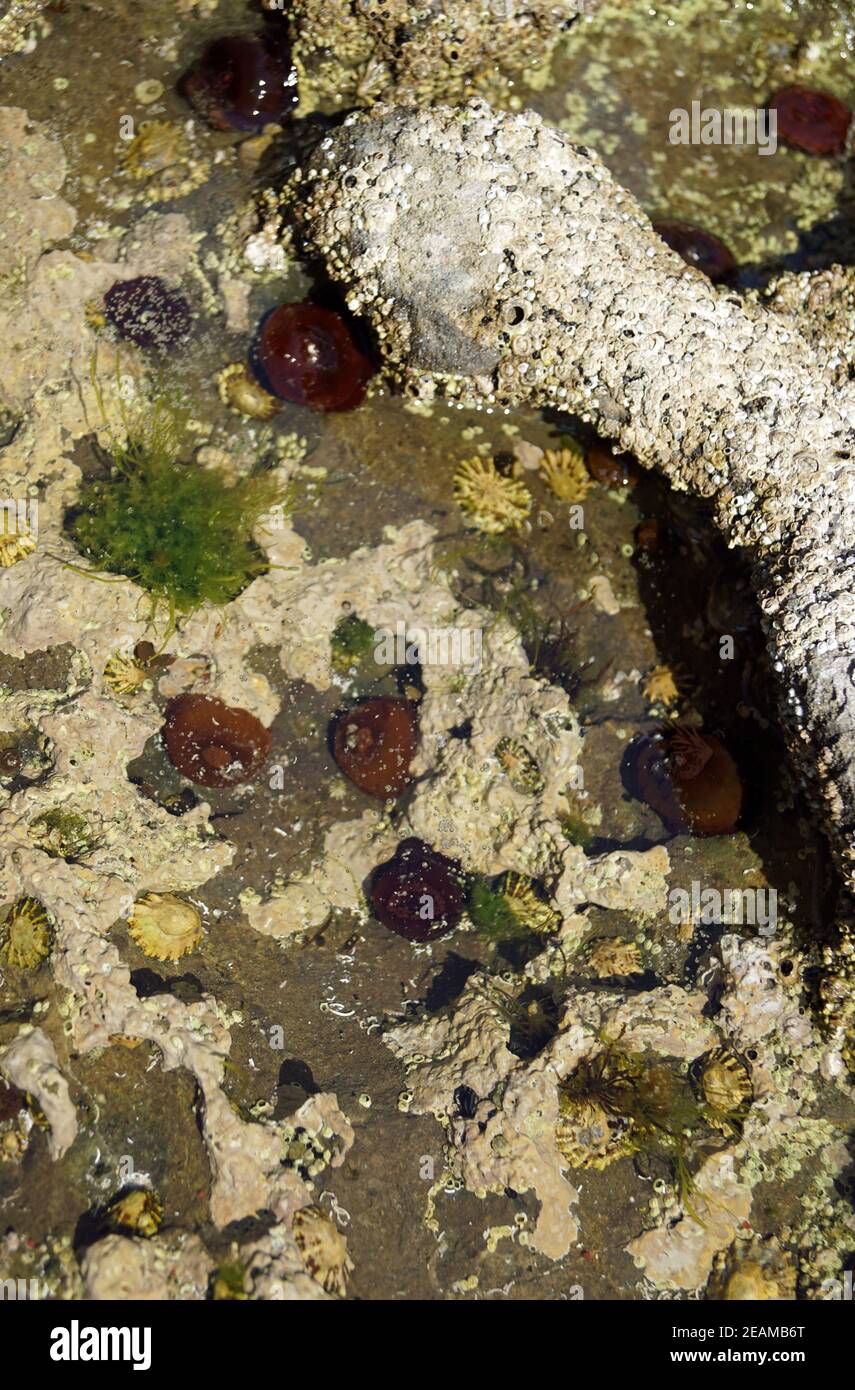Clams on rock hi-res stock photography and images - Alamy