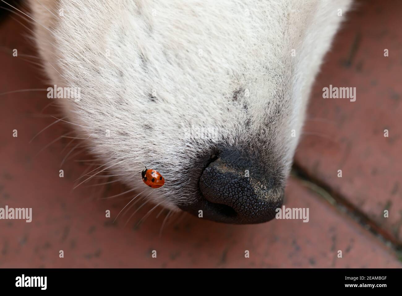Ladybug close up hi-res stock photography and images - Alamy