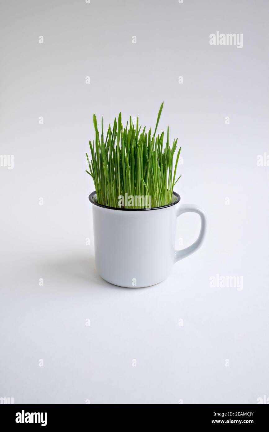 Green grass in a white mug on a white background Stock Photo - Alamy