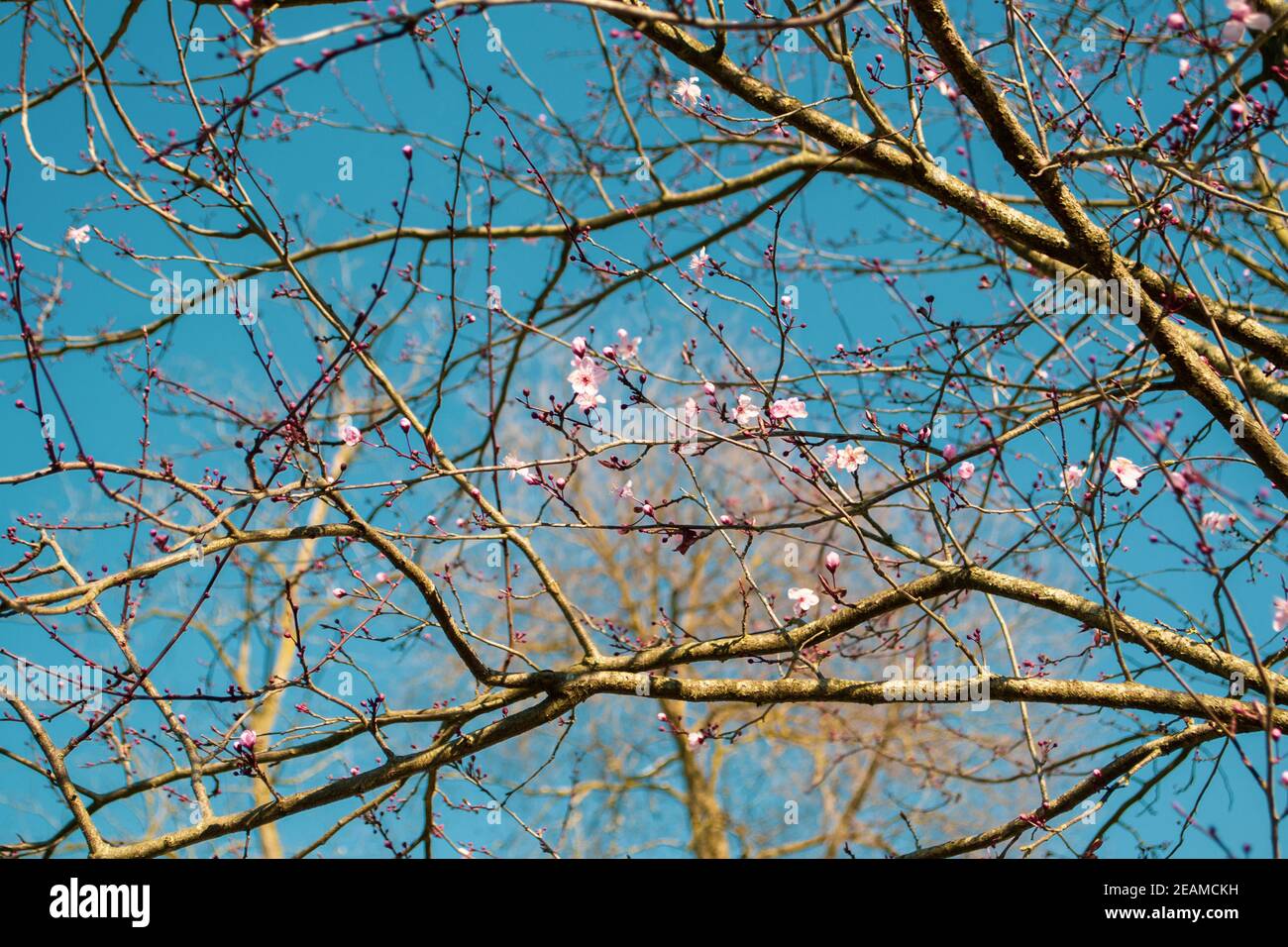 Fruit tree in springtime hi-res stock photography and images - Alamy