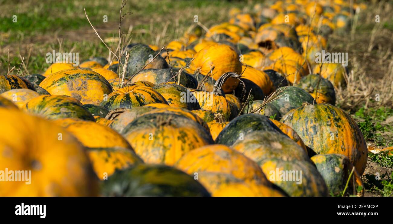 Styrian Pumpkin High Resolution Stock Photography and Images - Alamy