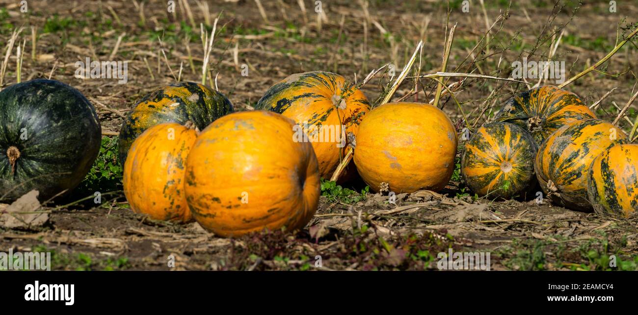 Styrian pumpkin hi-res stock photography and images - Alamy