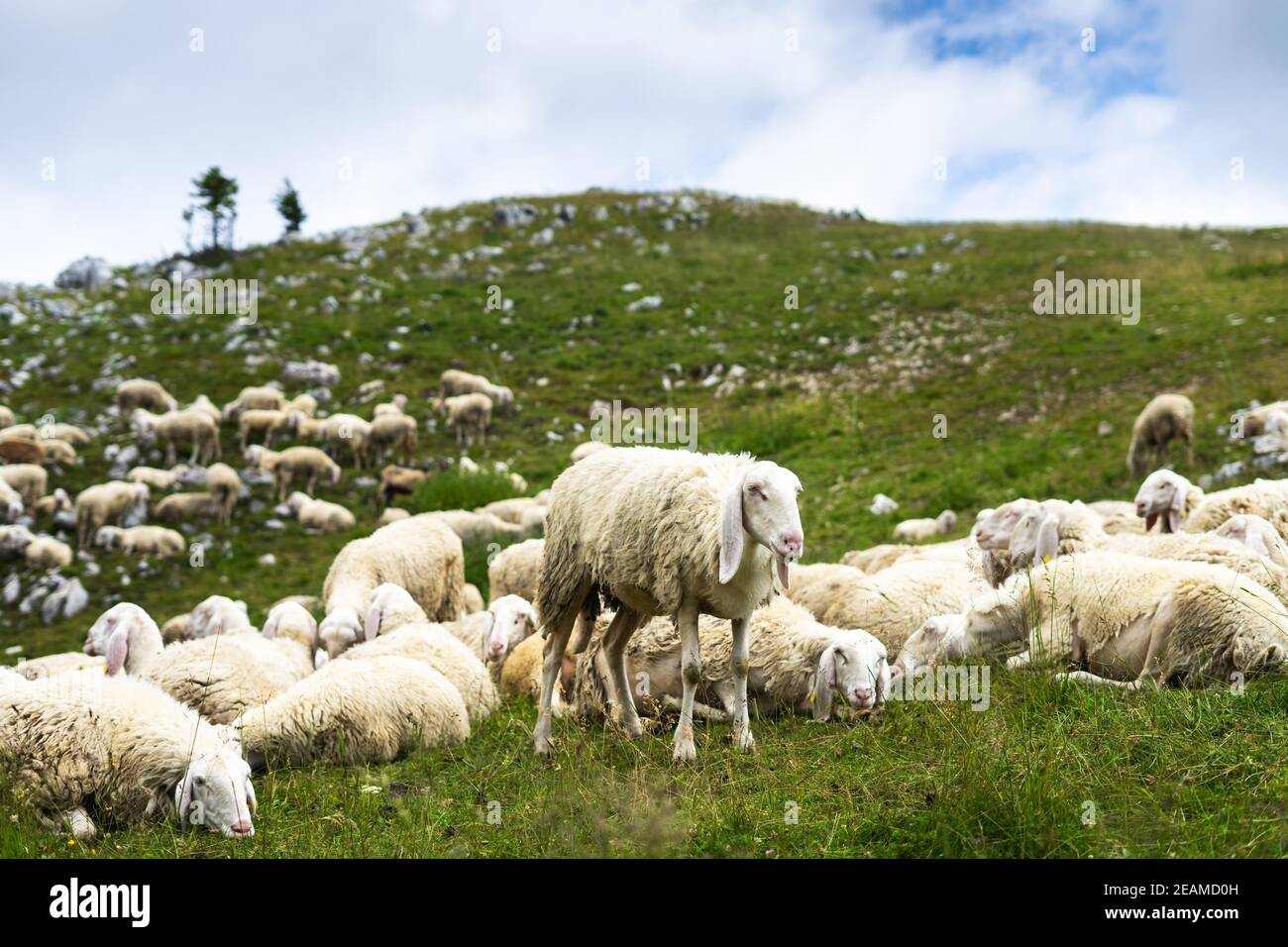 Sardinia sheep country hi-res stock photography and images - Alamy