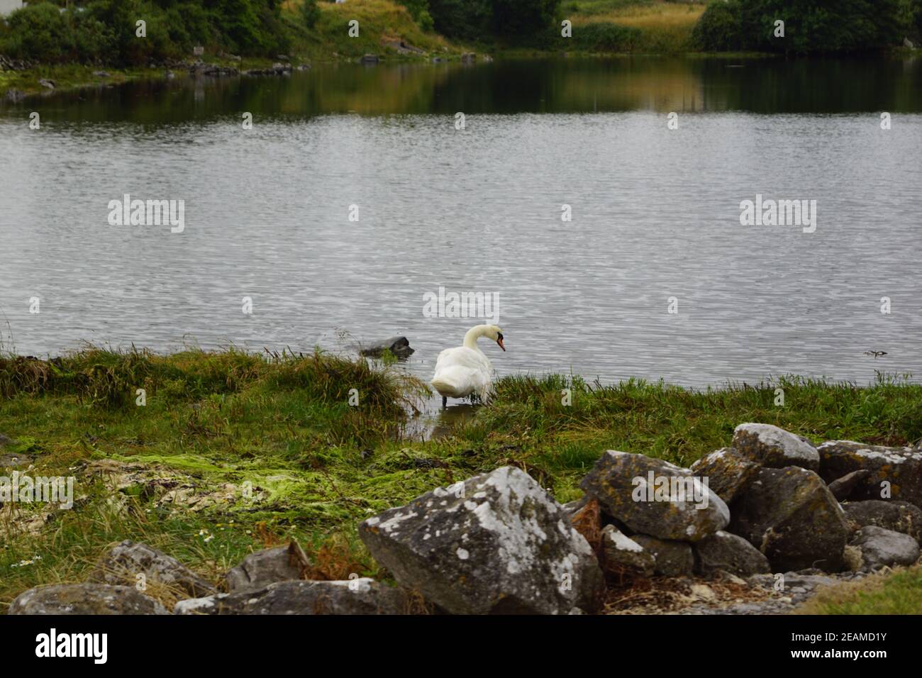 Ireland castle swan hi-res stock photography and images - Alamy