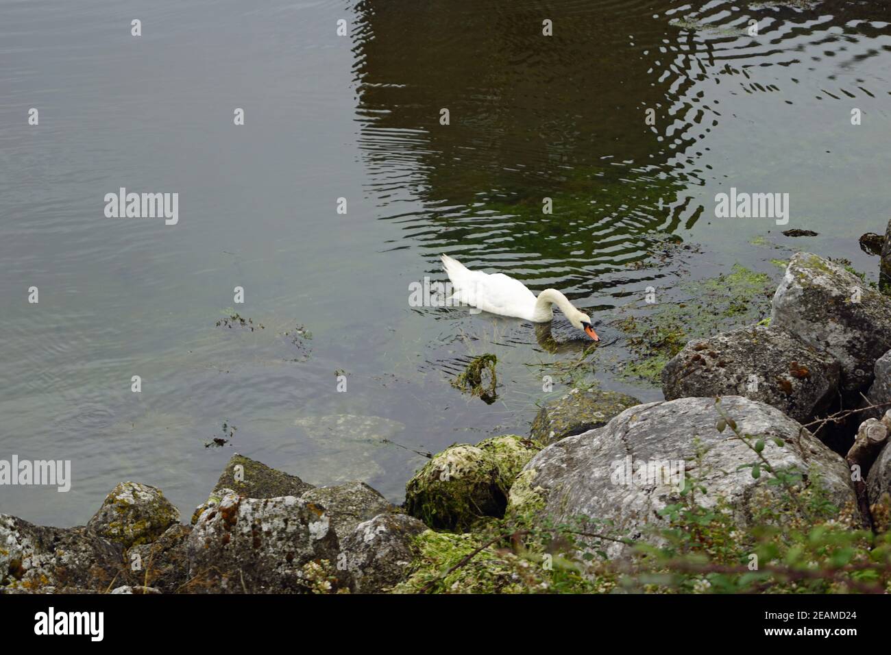 Ireland castle swan hi-res stock photography and images - Alamy