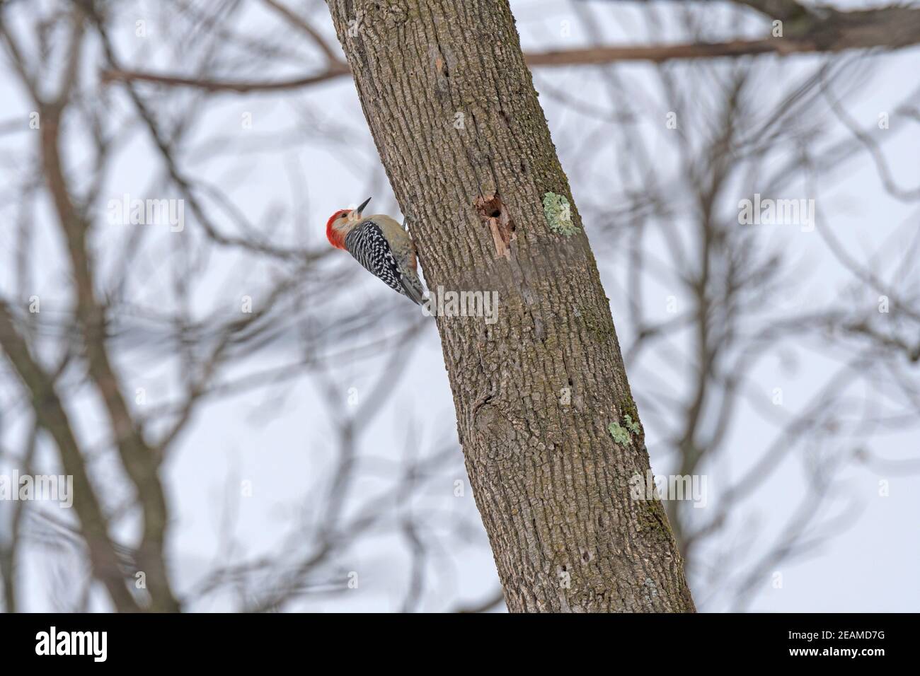 Cook county forest preserve hi-res stock photography and images - Alamy