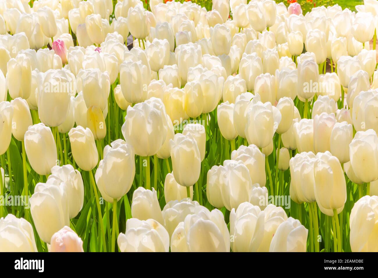 Wite and red tulips hi-res stock photography and images - Alamy