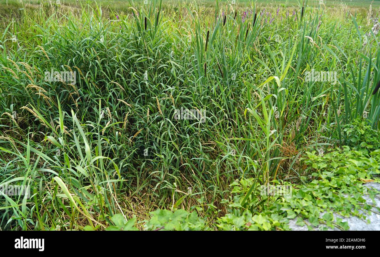 Reed rods hi-res stock photography and images - Alamy