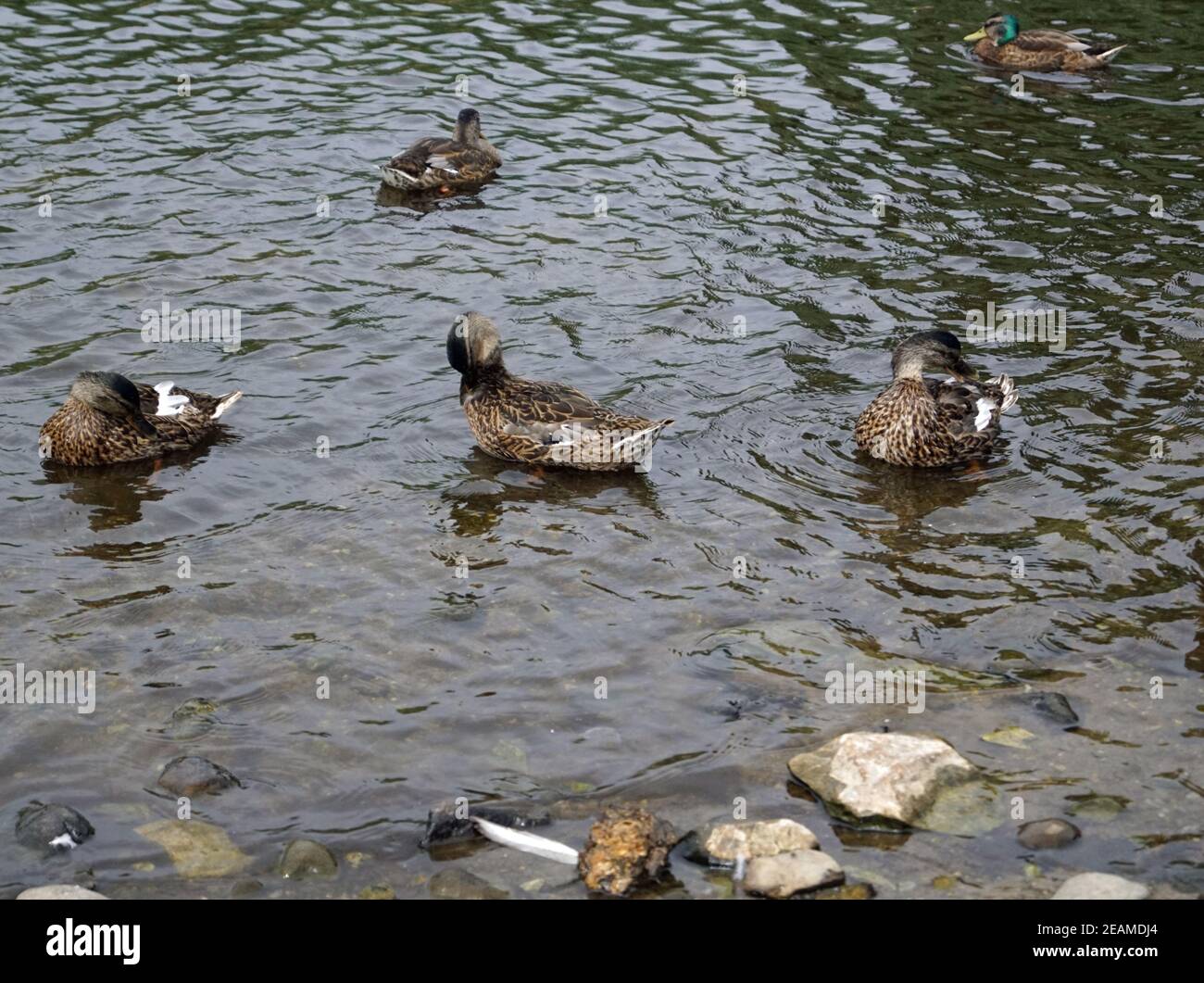 Irish ducks hi-res stock photography and images - Alamy