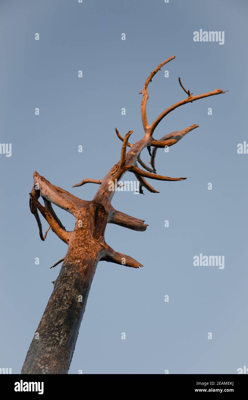 Dead Conifer High Resolution Stock Photography and Images - Alamy