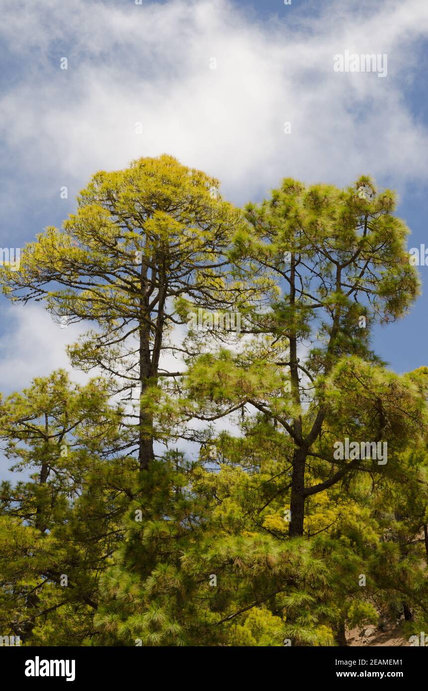 Forest of Canary Island pine Pinus canariensis Stock Photo - Alamy