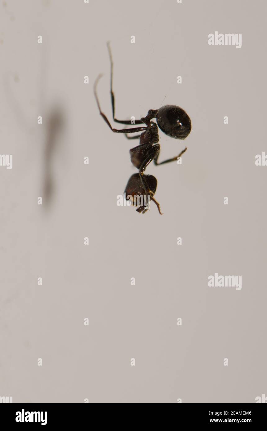 Carpenter Spider High Resolution Stock Photography and Images - Alamy