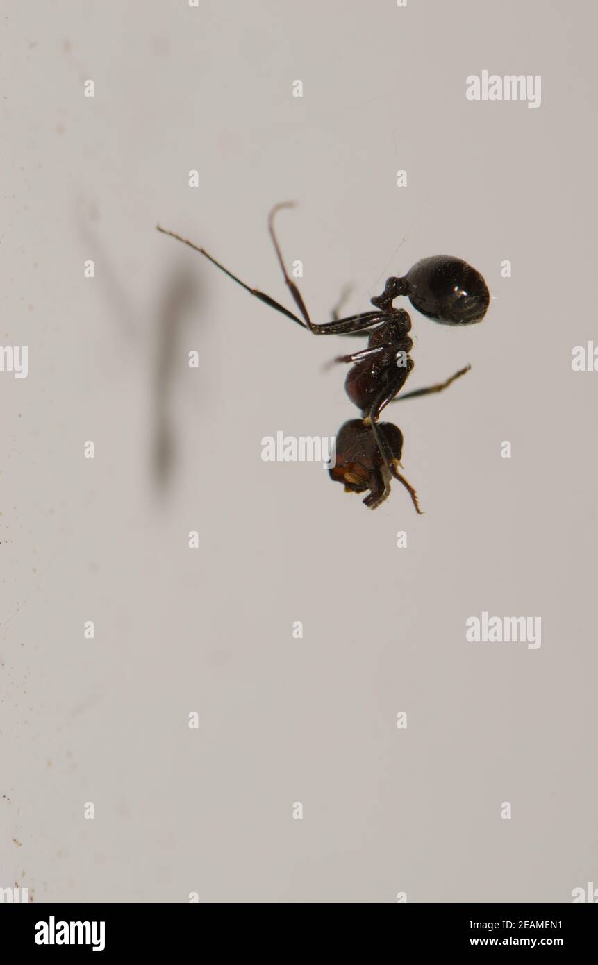 Carpenter Spider High Resolution Stock Photography and Images - Alamy