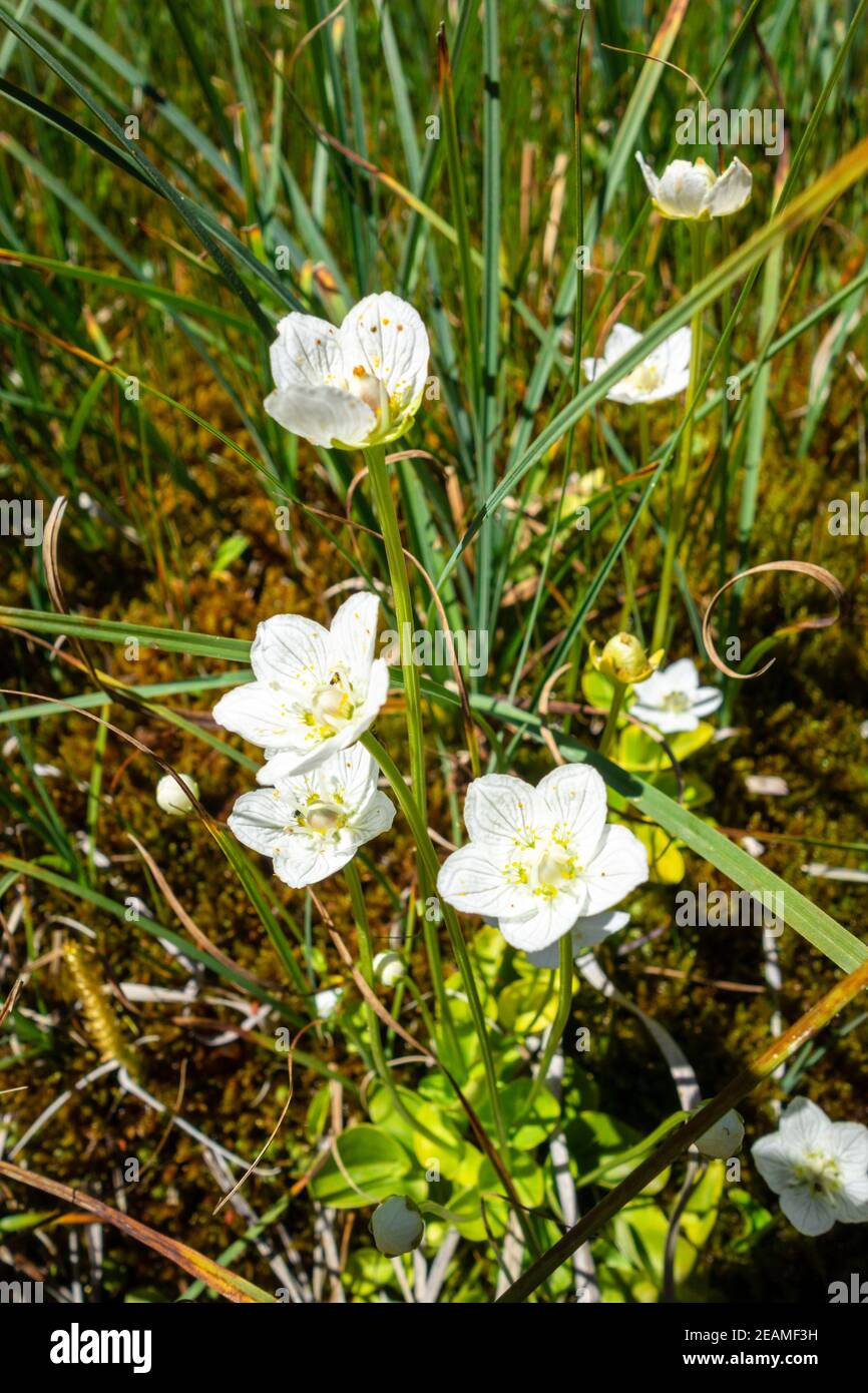 Marsh grass of parnassus parnassia palustris hi-res stock photography ...