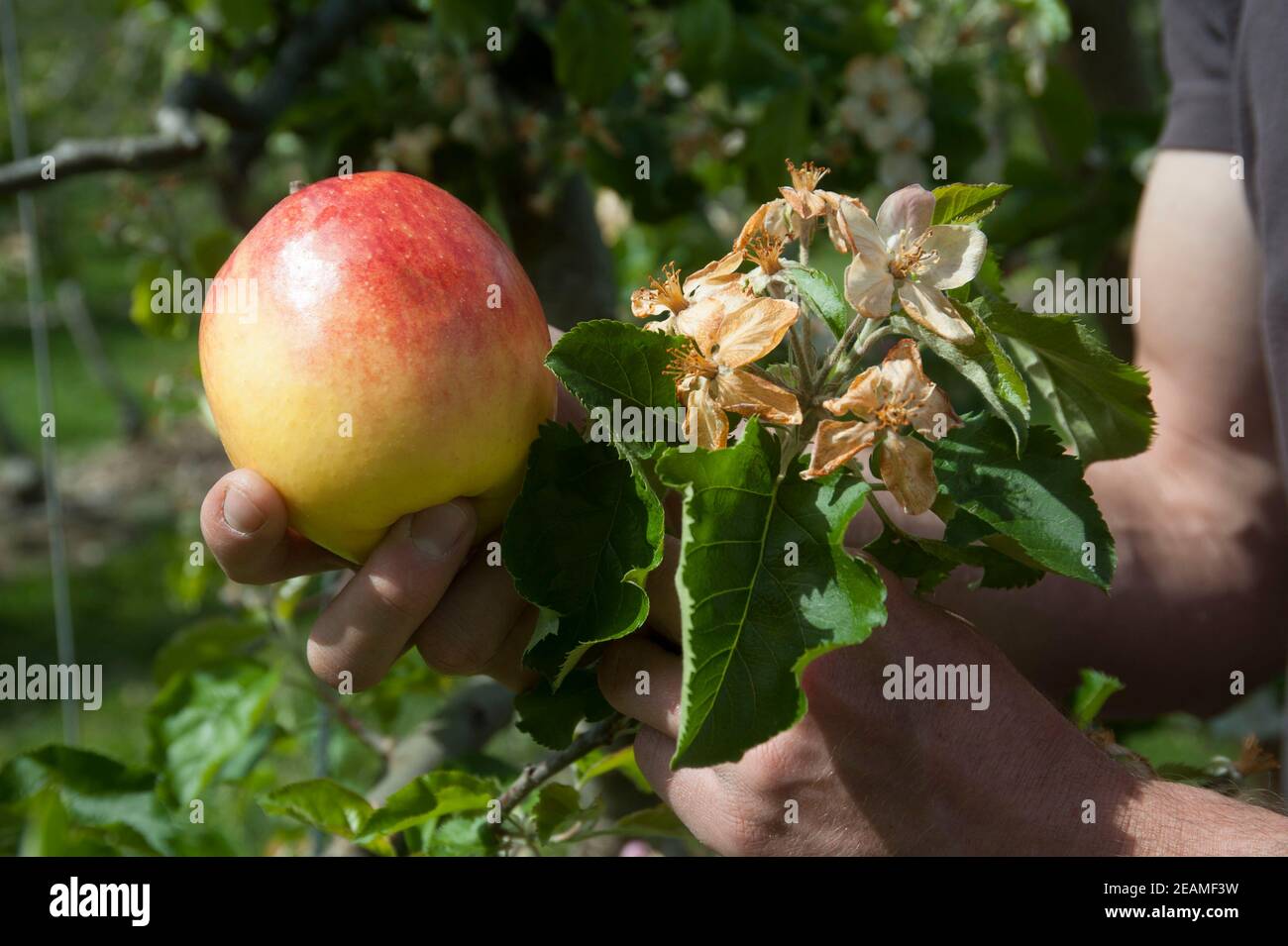 Growing of fruit crops hi-res stock photography and images - Alamy