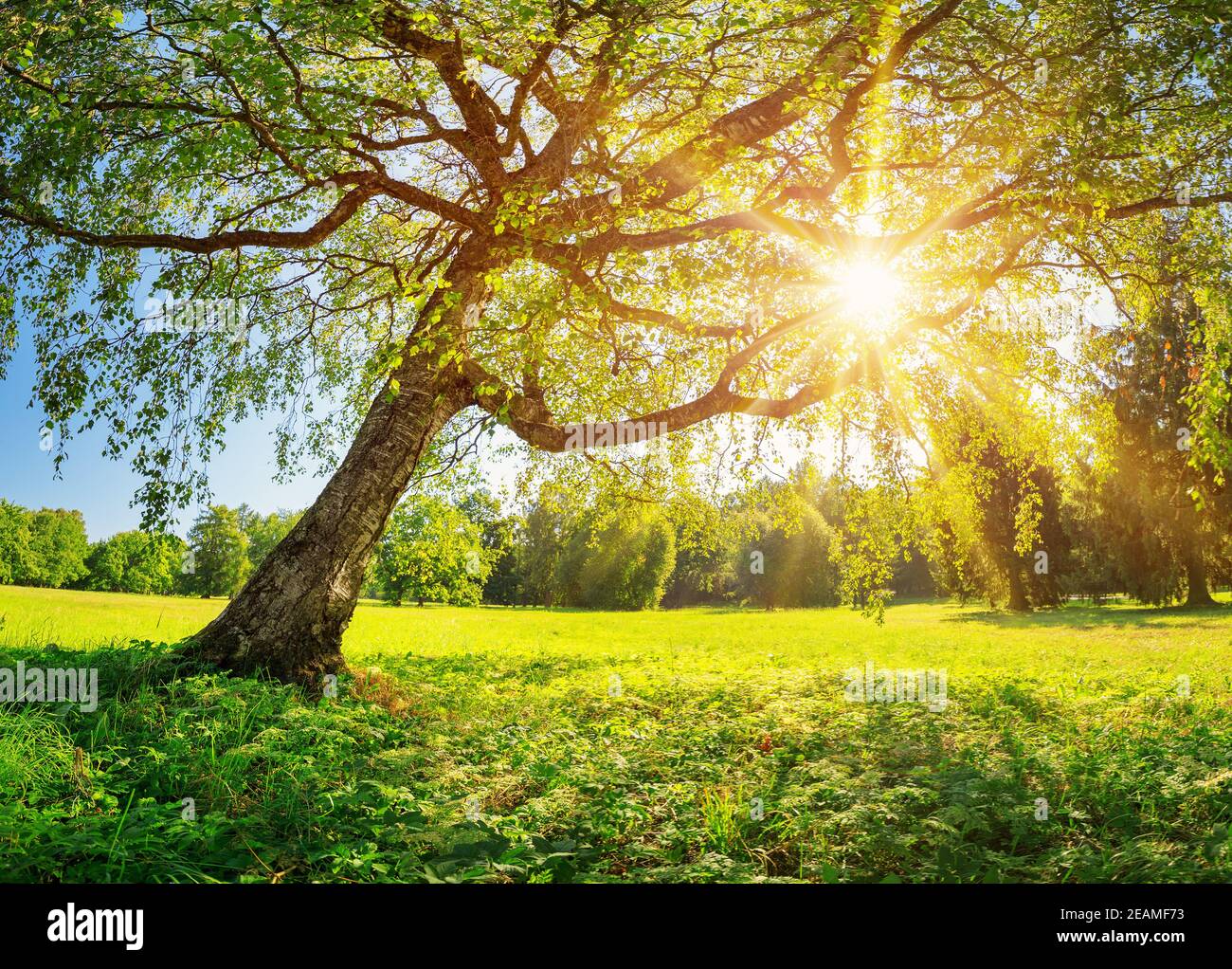 Tree foliage in morning light Stock Photo - Alamy