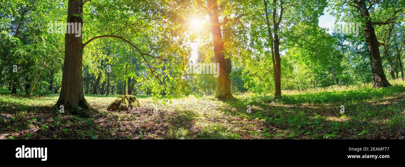 Tree foliage in morning light Stock Photo - Alamy