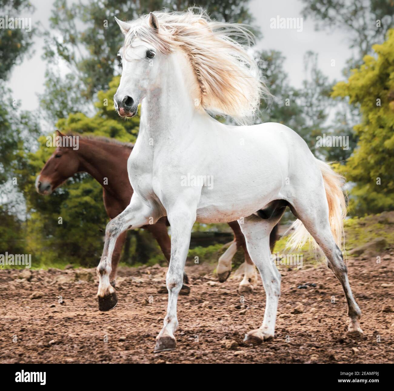 Lusitano horse, running free on paddock, galloping with mane in the ...