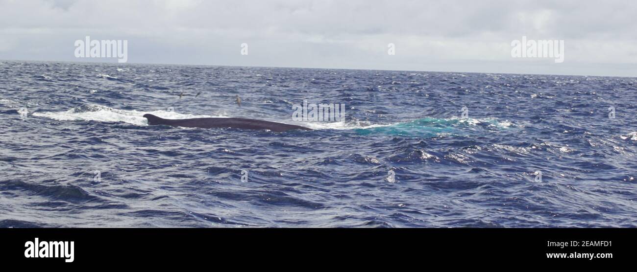 Whale tour in the south of Ireland at the Celtic Sea Atlantic Ocean ...