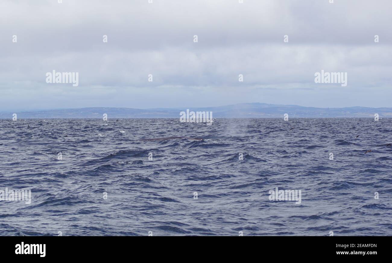 Whale tour in the south of Ireland at the Celtic Sea Atlantic Ocean ...