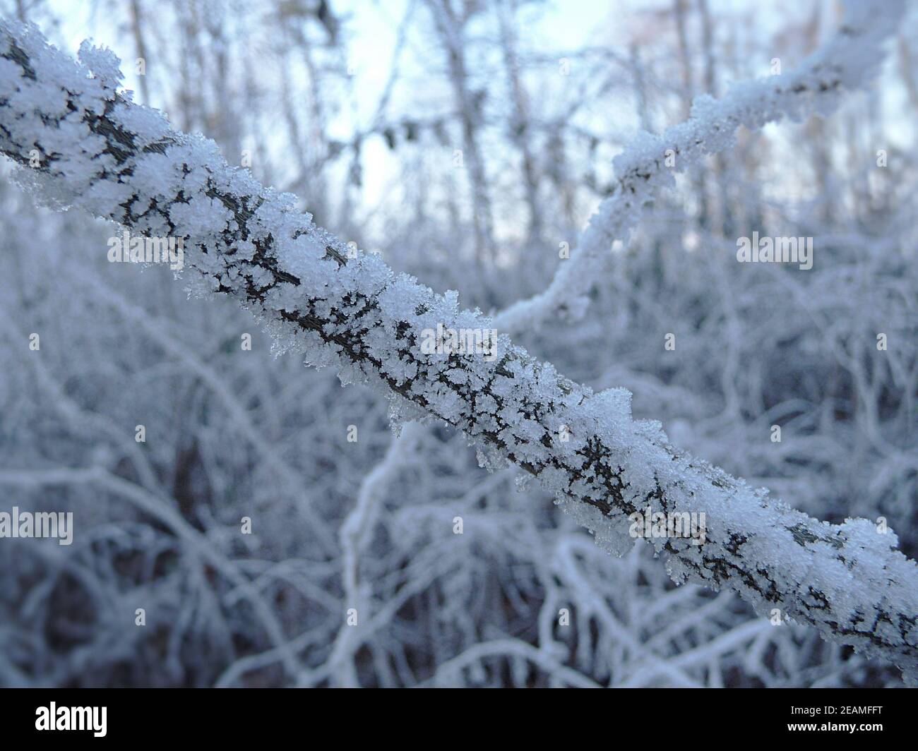 Twings hi-res stock photography and images - Alamy