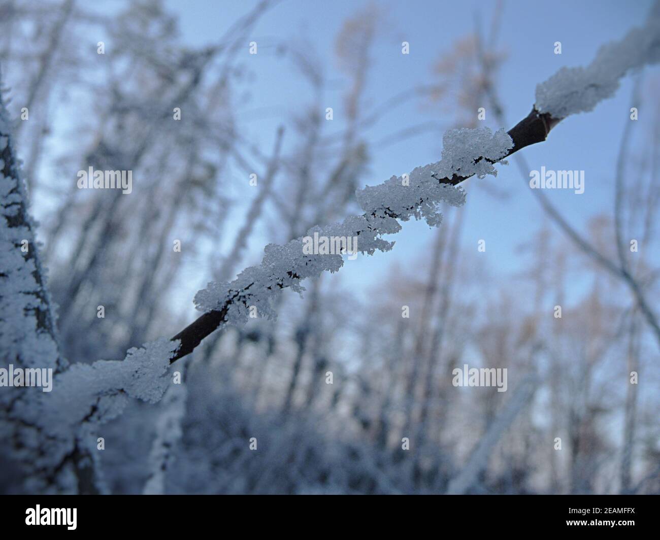 Twings hi-res stock photography and images - Alamy