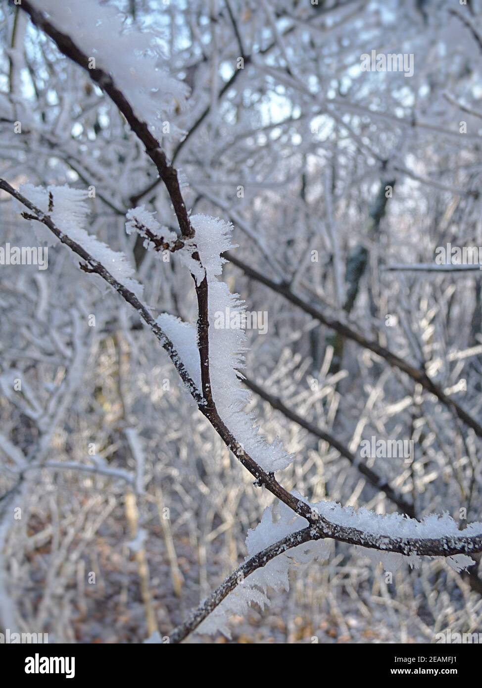 Twings hi-res stock photography and images - Alamy