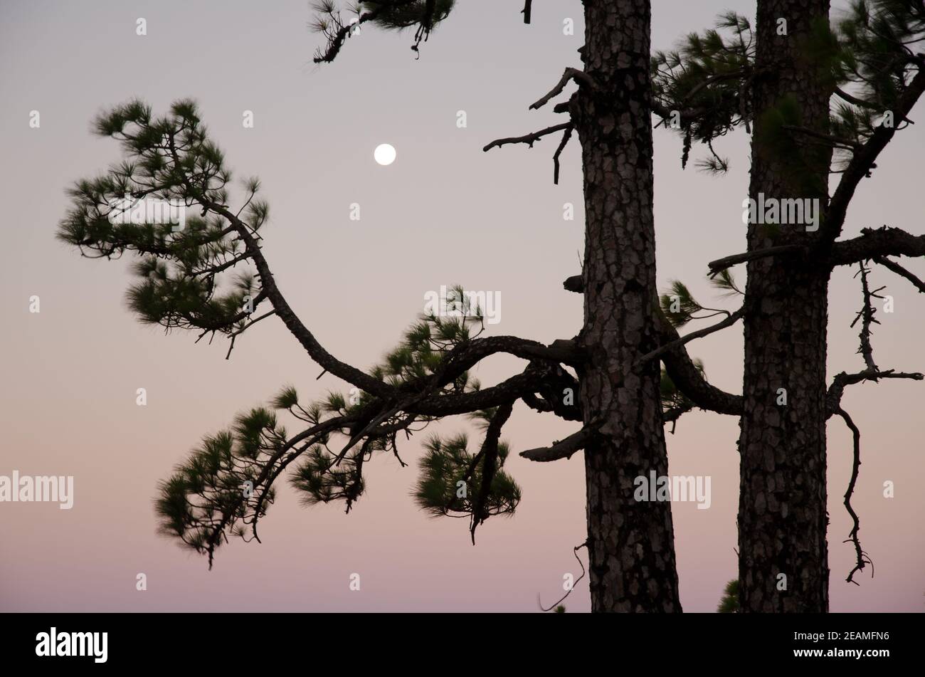 Full moon landscape trees hi-res stock photography and images - Alamy