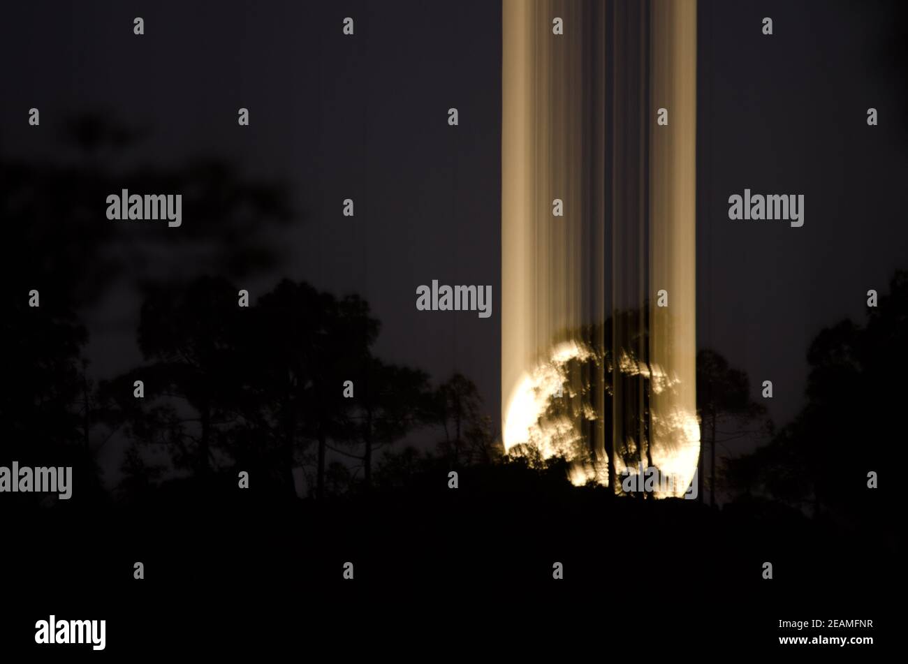 Abstract picture of the sun rising over a forest of Canary Island pine ...