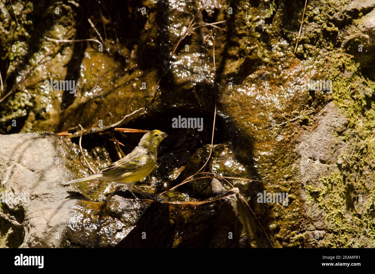 Common Canary High Resolution Stock Photography and Images - Alamy