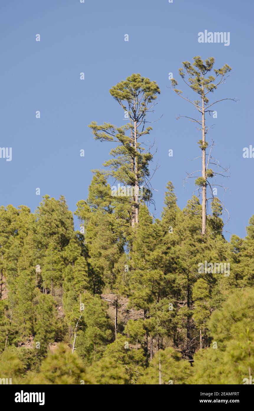 Forest of Canary Island pine Pinus canariensis Stock Photo - Alamy